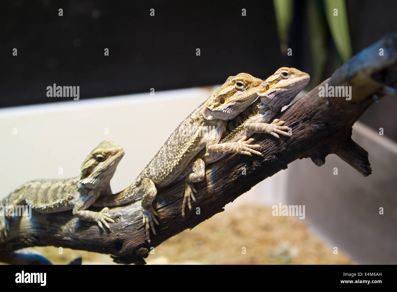 Little lizard resting in a small tree Stock Photo - Alamy