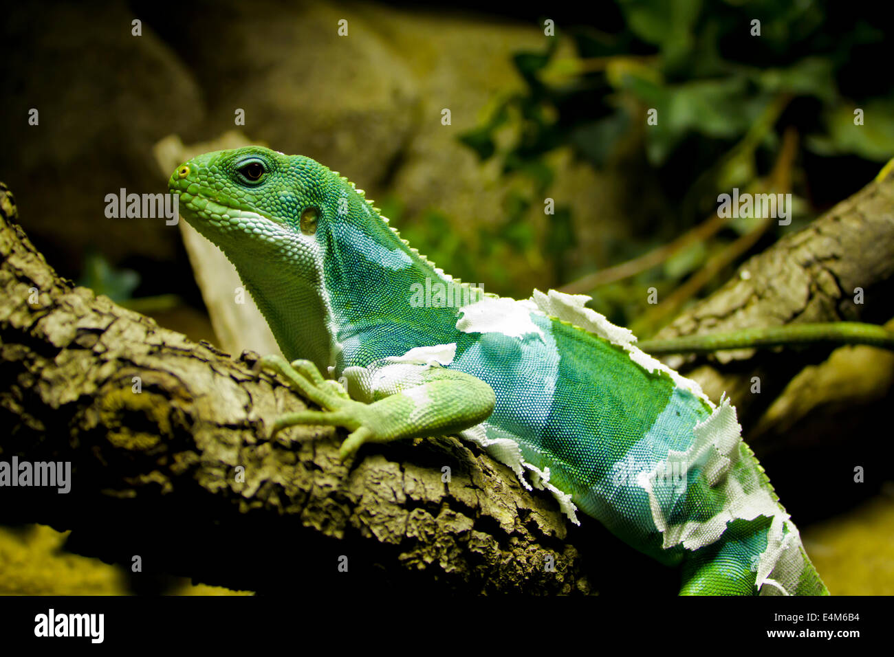 Little lizard resting in a small tree Stock Photo - Alamy