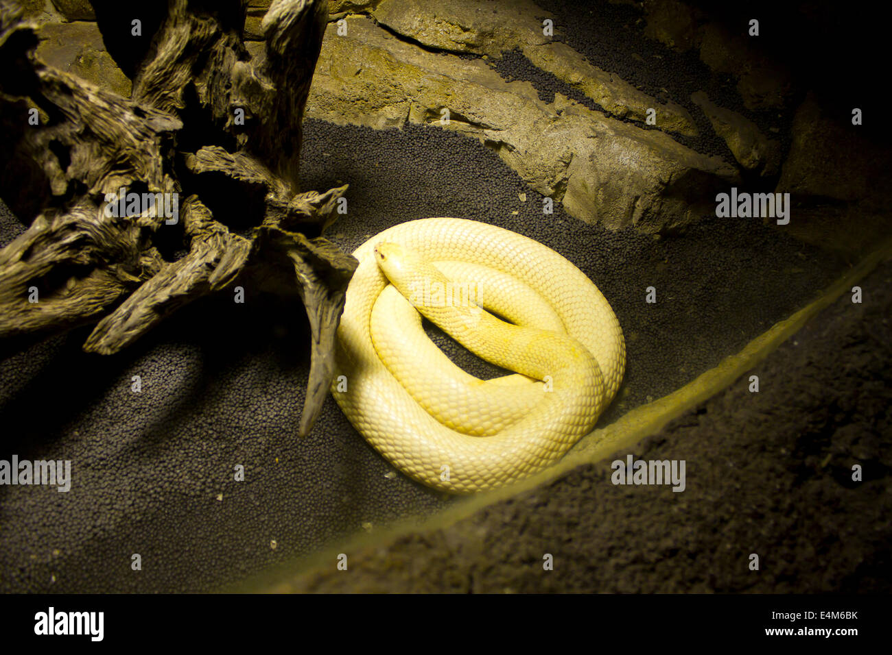 Monocle cobra hi-res stock photography and images - Alamy