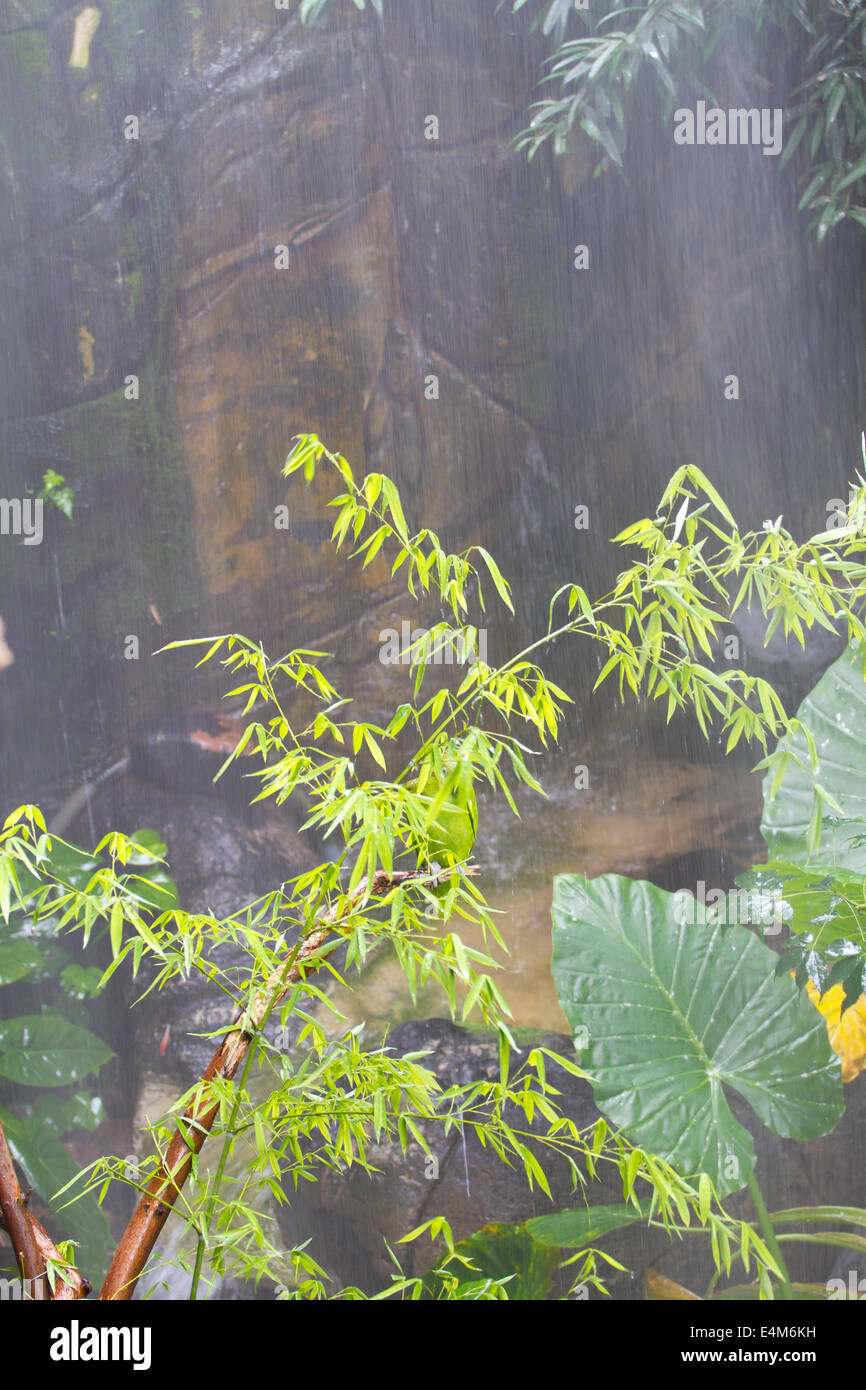 Torrential rain rainforest hi-res stock photography and images - Alamy