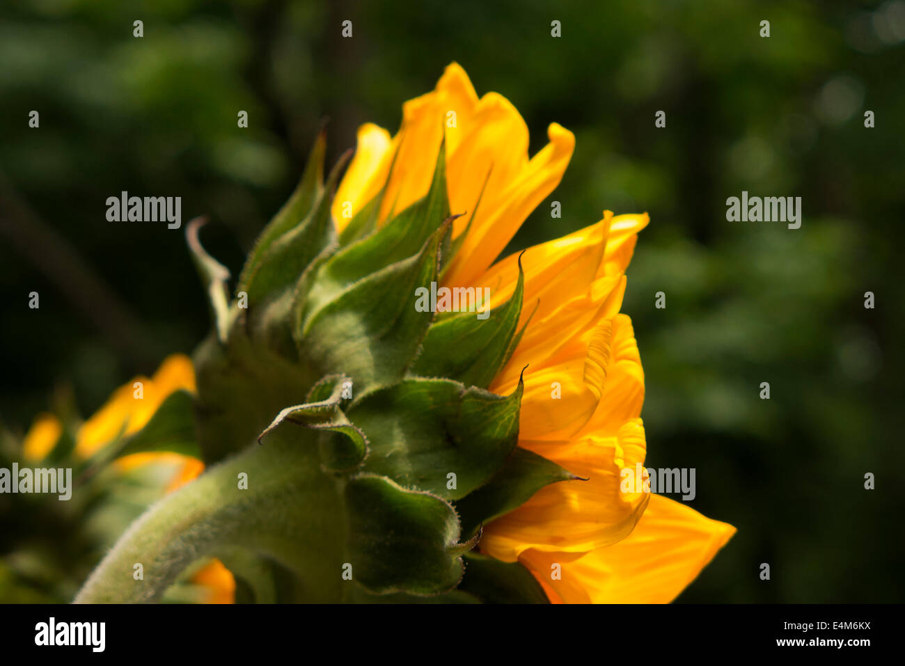 Fire sunflower hi-res stock photography and images - Alamy