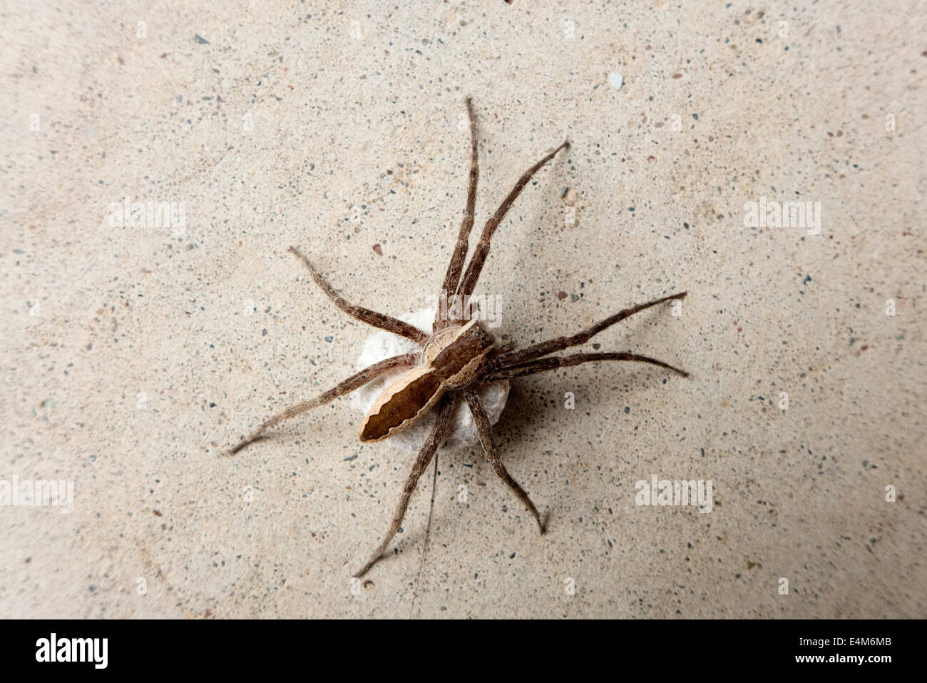 Nursing spider carrying egg sack Stock Photo - Alamy