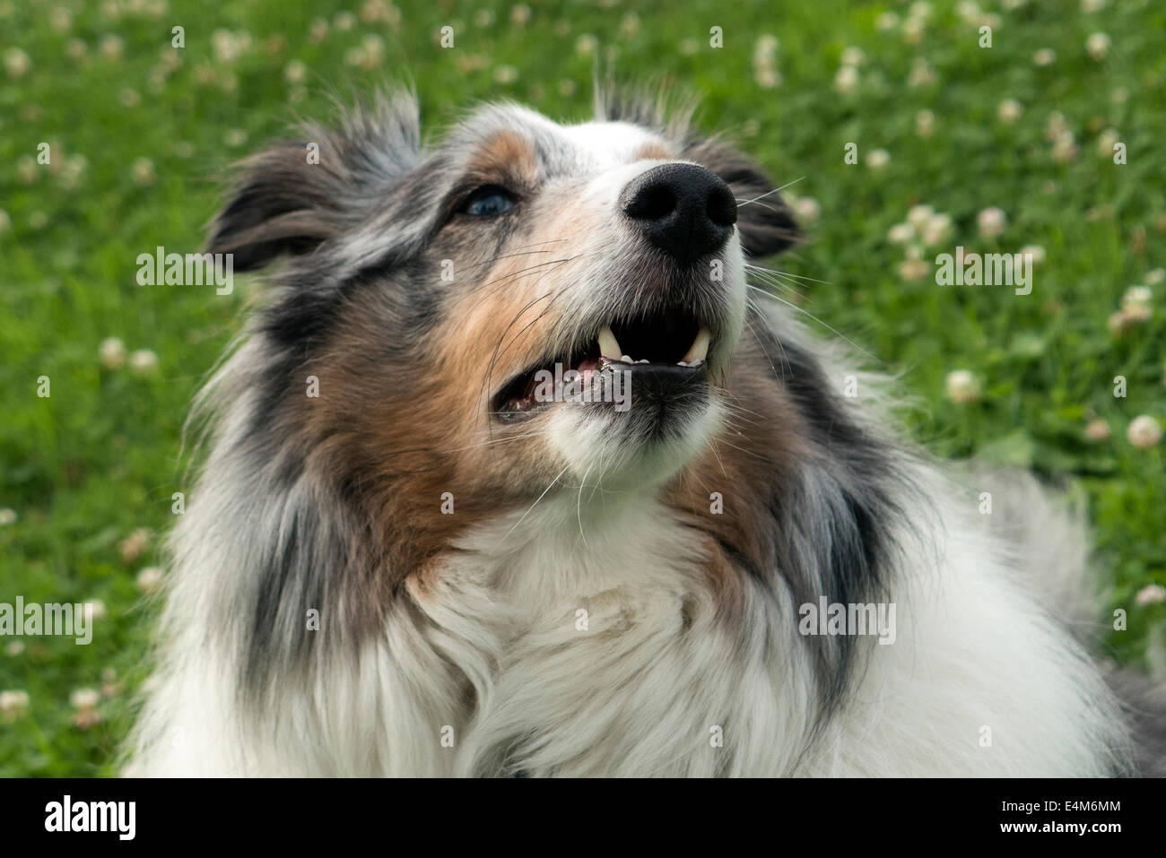 Sheltie looking up at master Stock Photo - Alamy