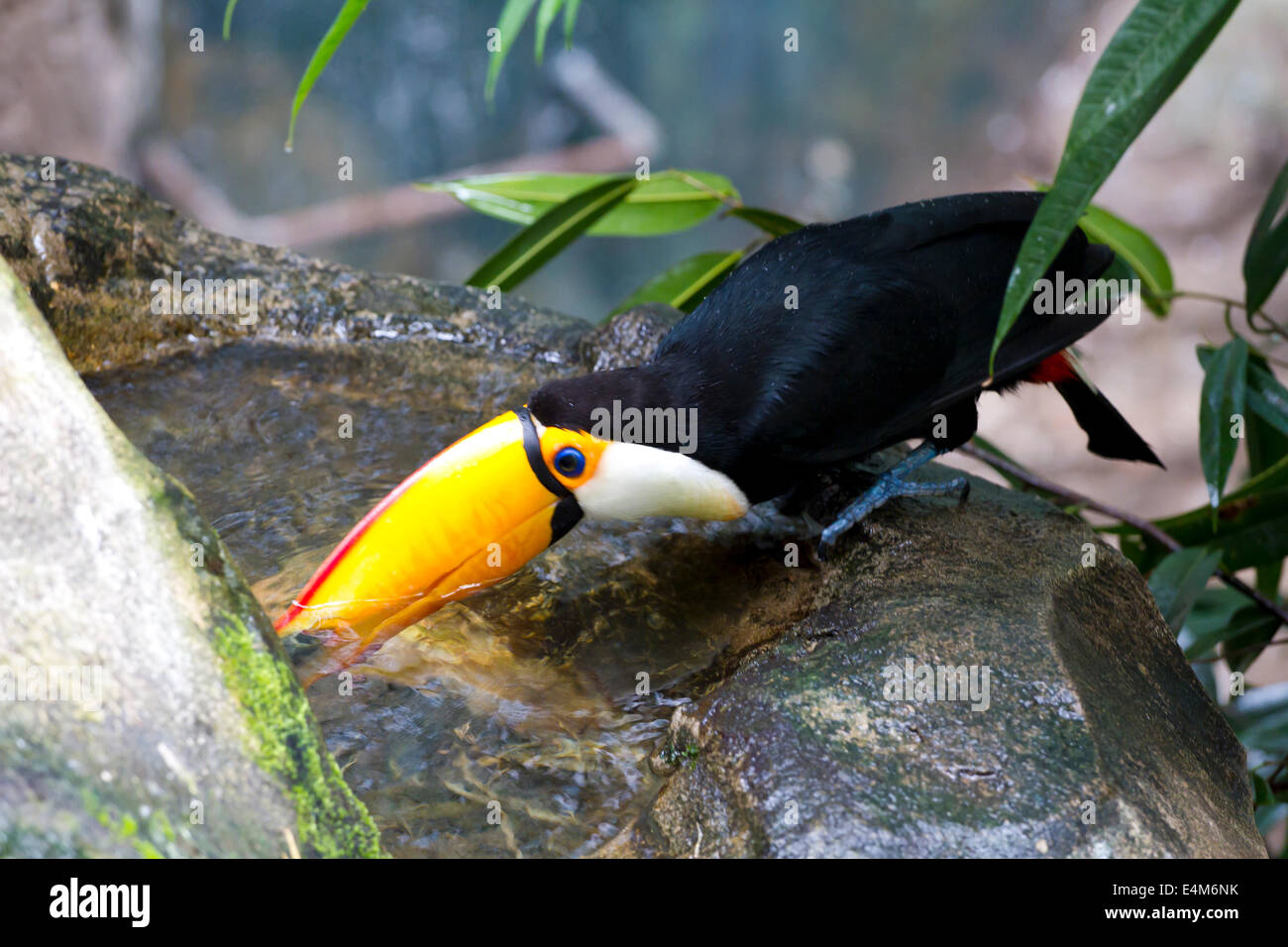 Beautiful tucan sitting on a branch Stock Photo - Alamy