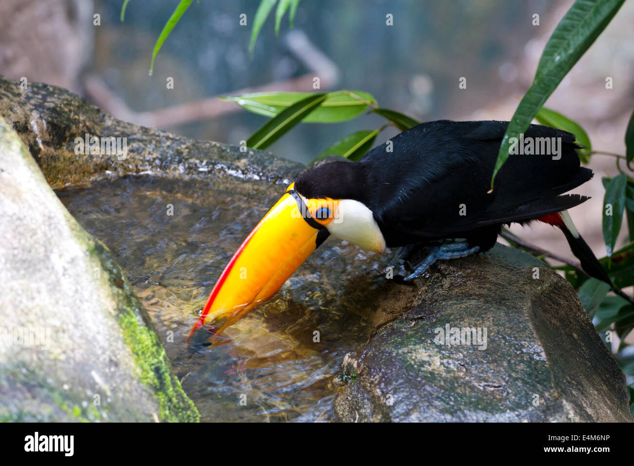 Beautiful tucan sitting on a branch Stock Photo - Alamy