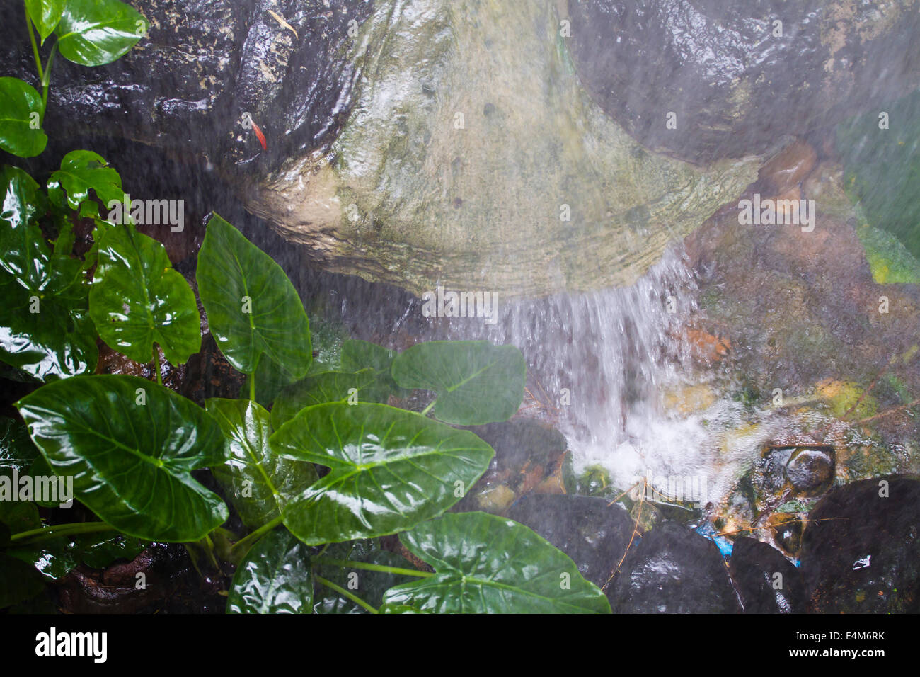 Torrential rain in the tropical rainforest Stock Photo - Alamy