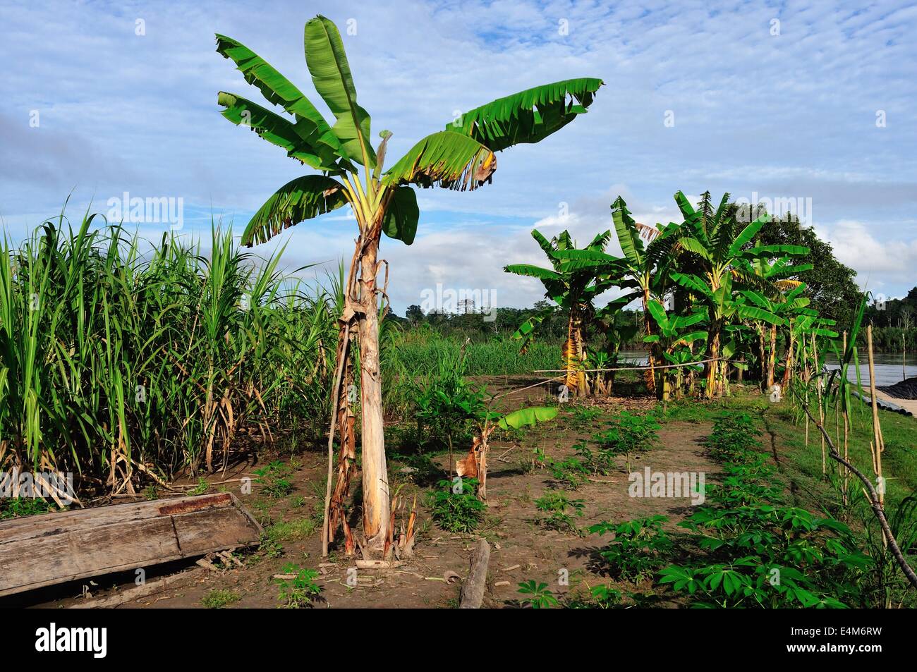 Banana plantation in PANGUANA . Department of Loreto .PERU Stock Photo ...