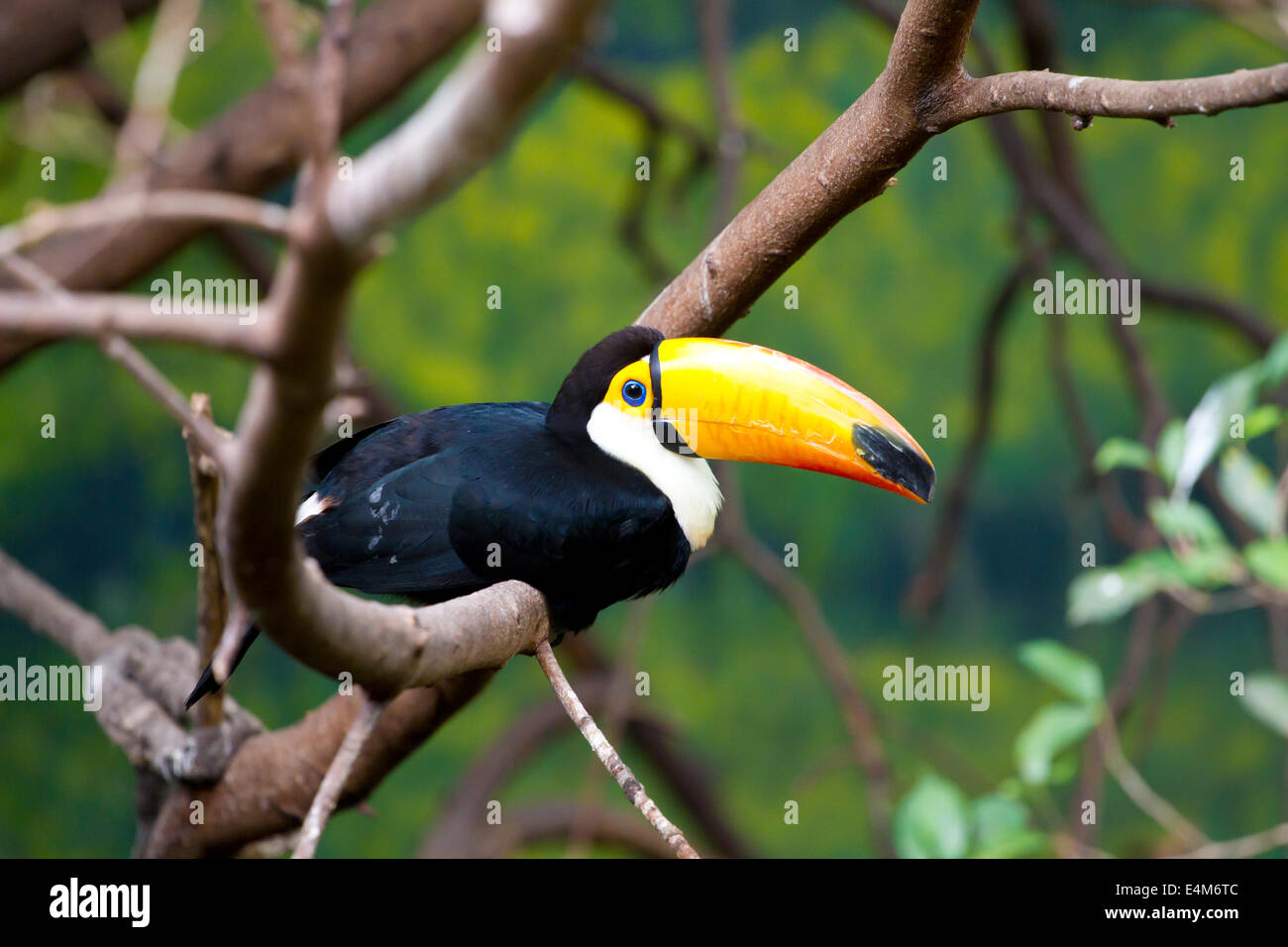 Beautiful tucan sitting on a branch Stock Photo - Alamy