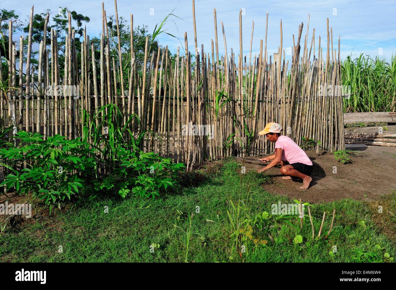 Cassava plantations hi-res stock photography and images - Alamy