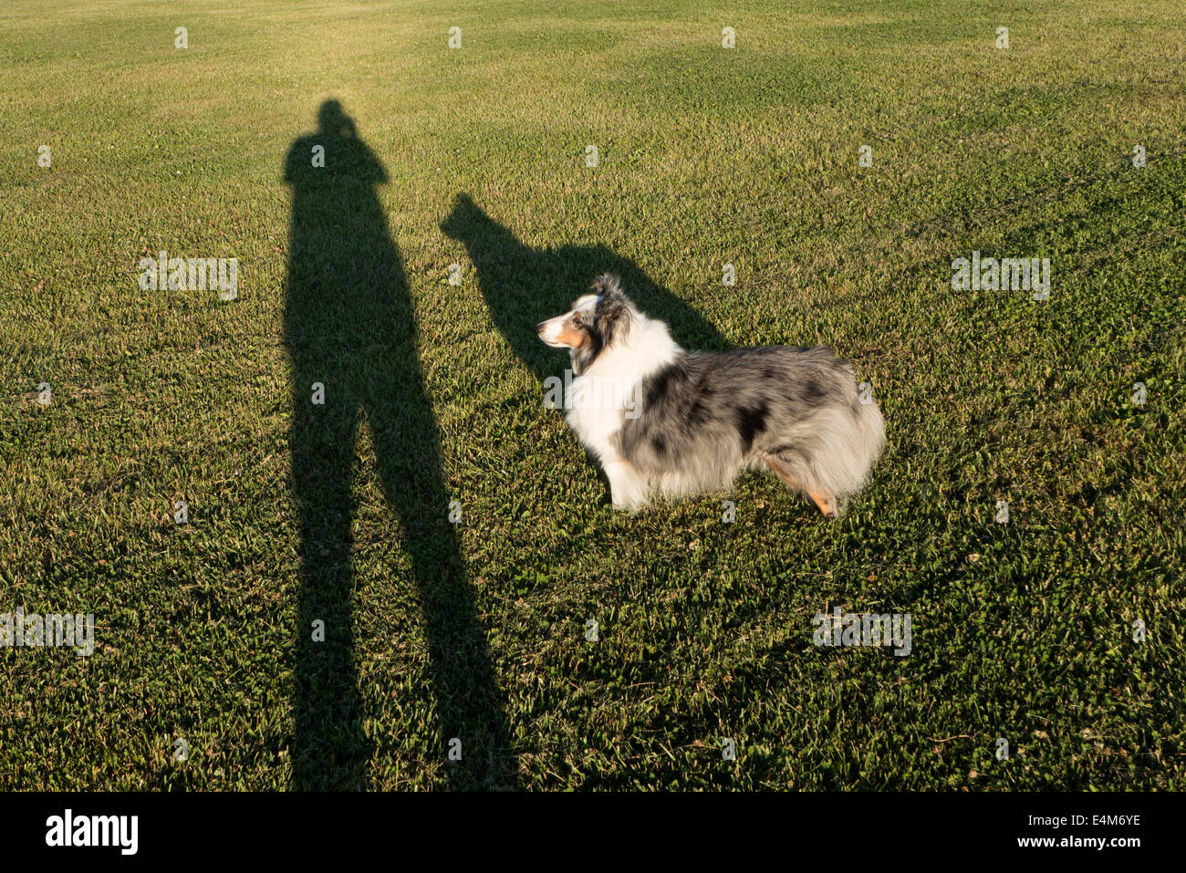 Sheep and shadows hi-res stock photography and images - Alamy
