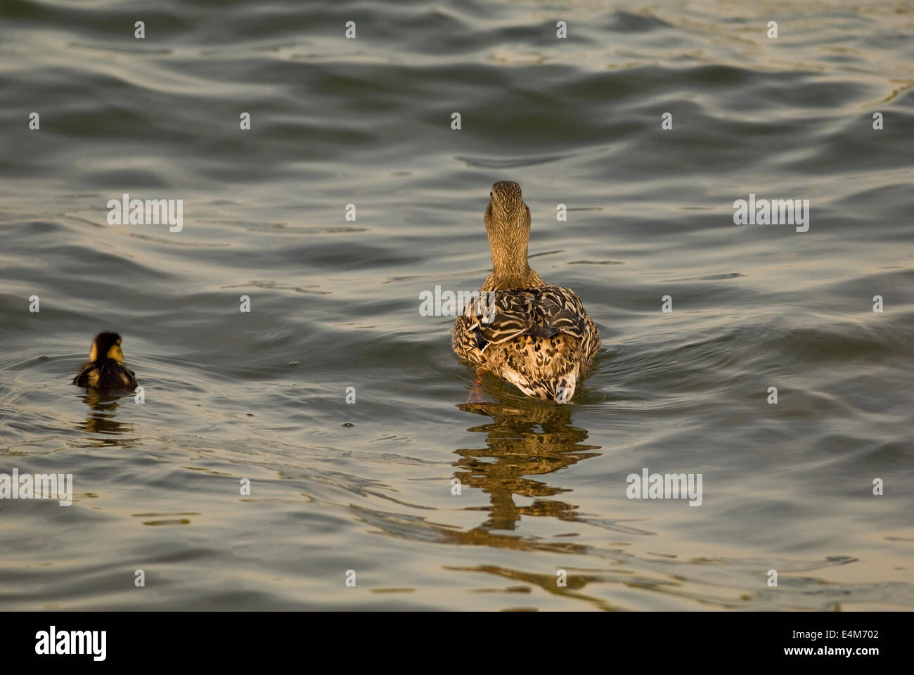 Female Mallard and her goslings floating in the water Stock Photo - Alamy