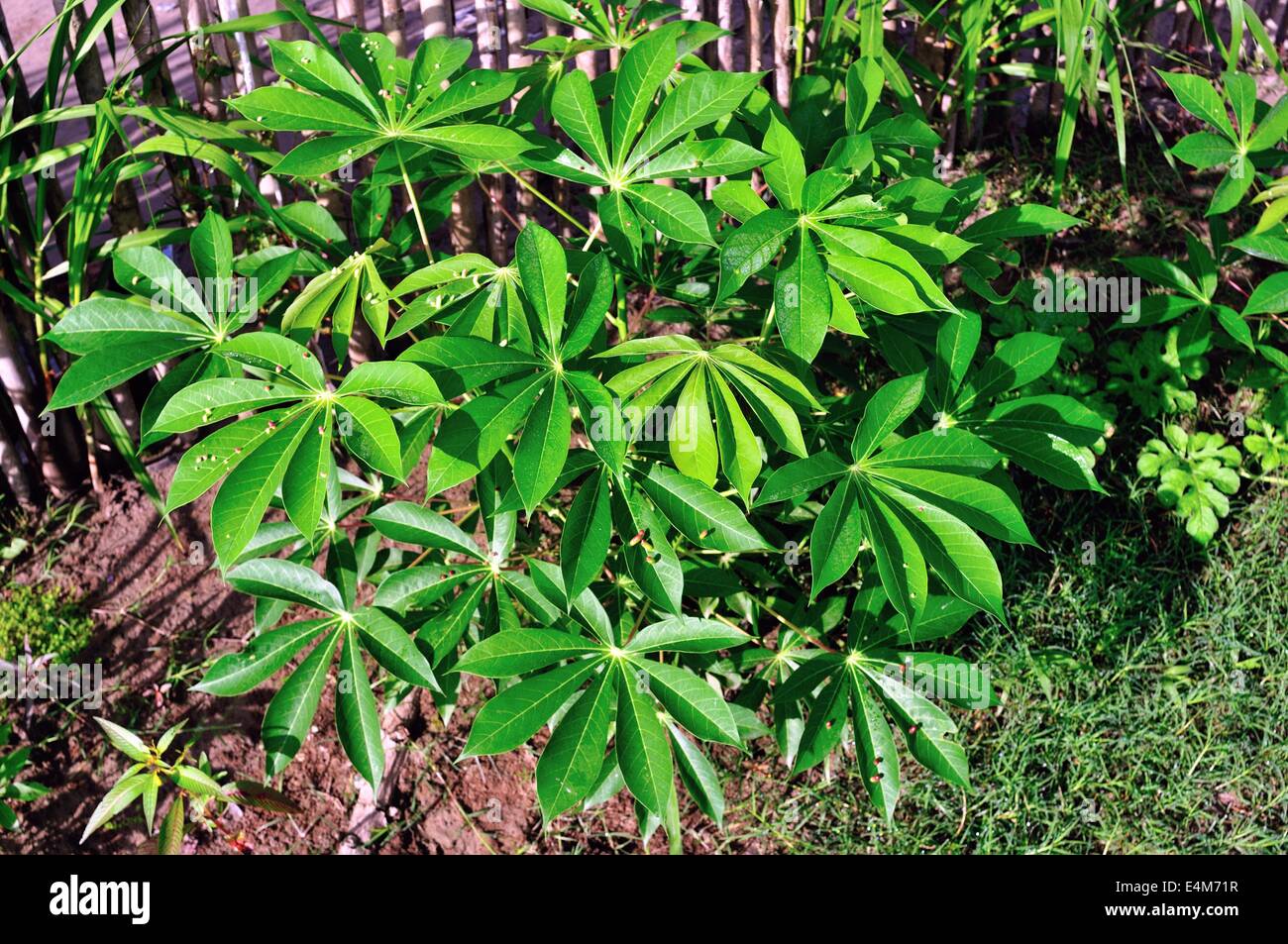 Yucca plantation in PANGUANA . Department of Loreto .PERU Stock Photo ...