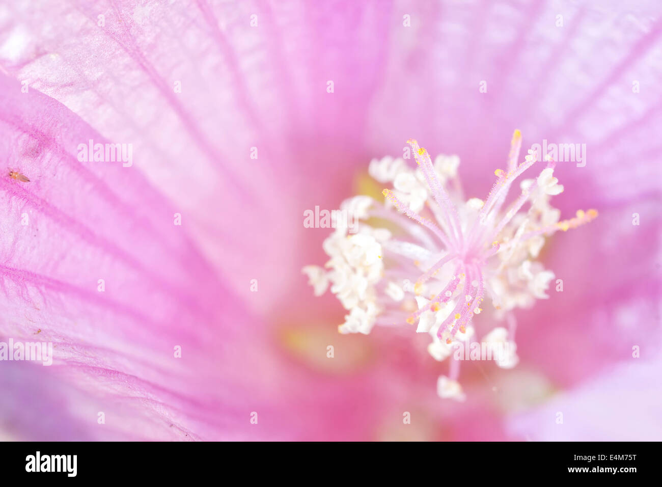Pink flower photographed inside with the professional macro lens Stock ...