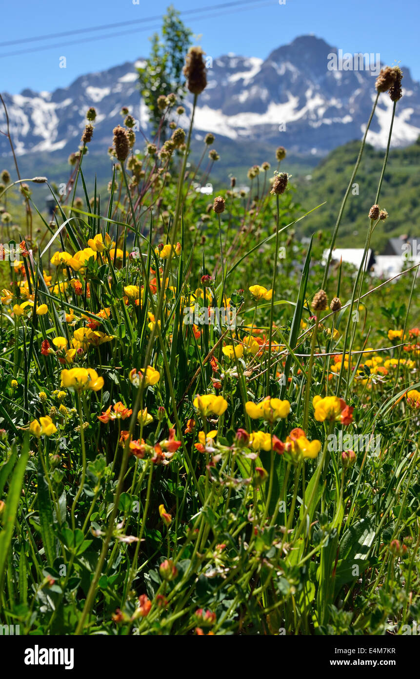 Green mountain meadow close hi-res stock photography and images - Alamy