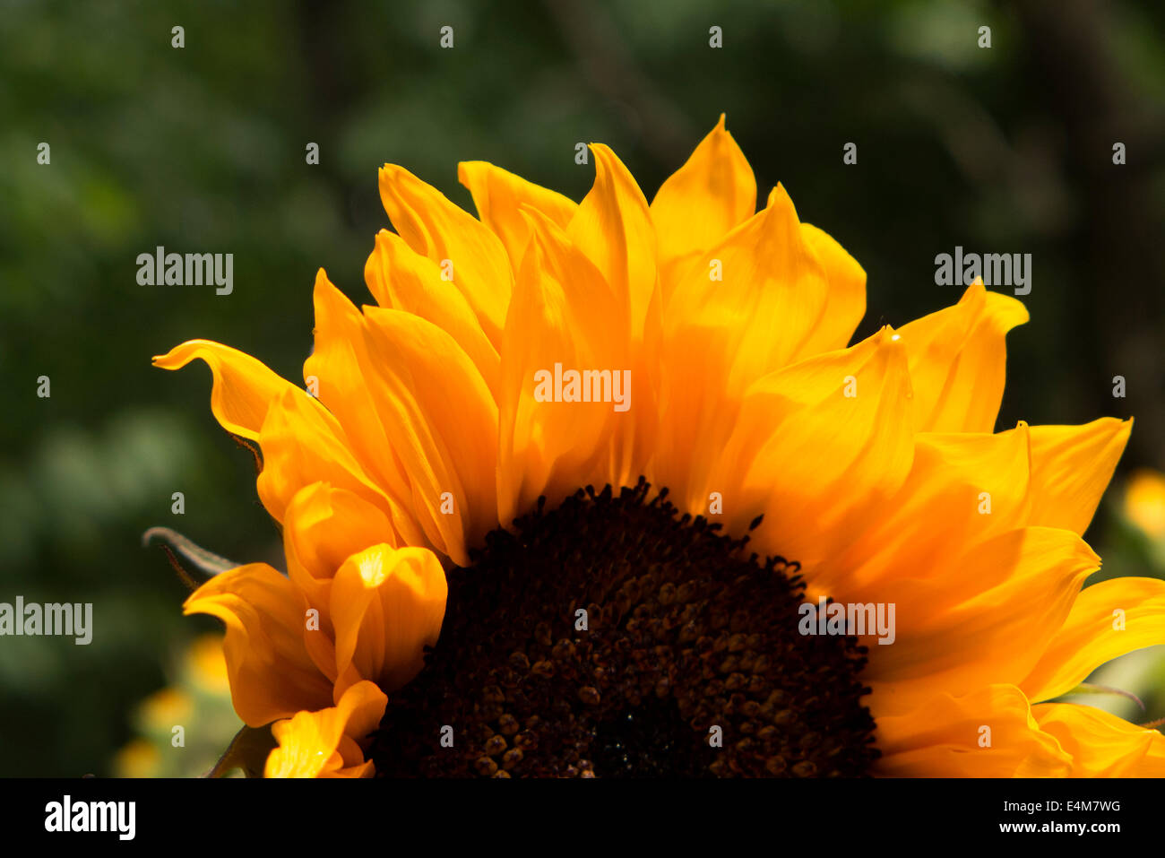 Fire sunflower hi-res stock photography and images - Alamy
