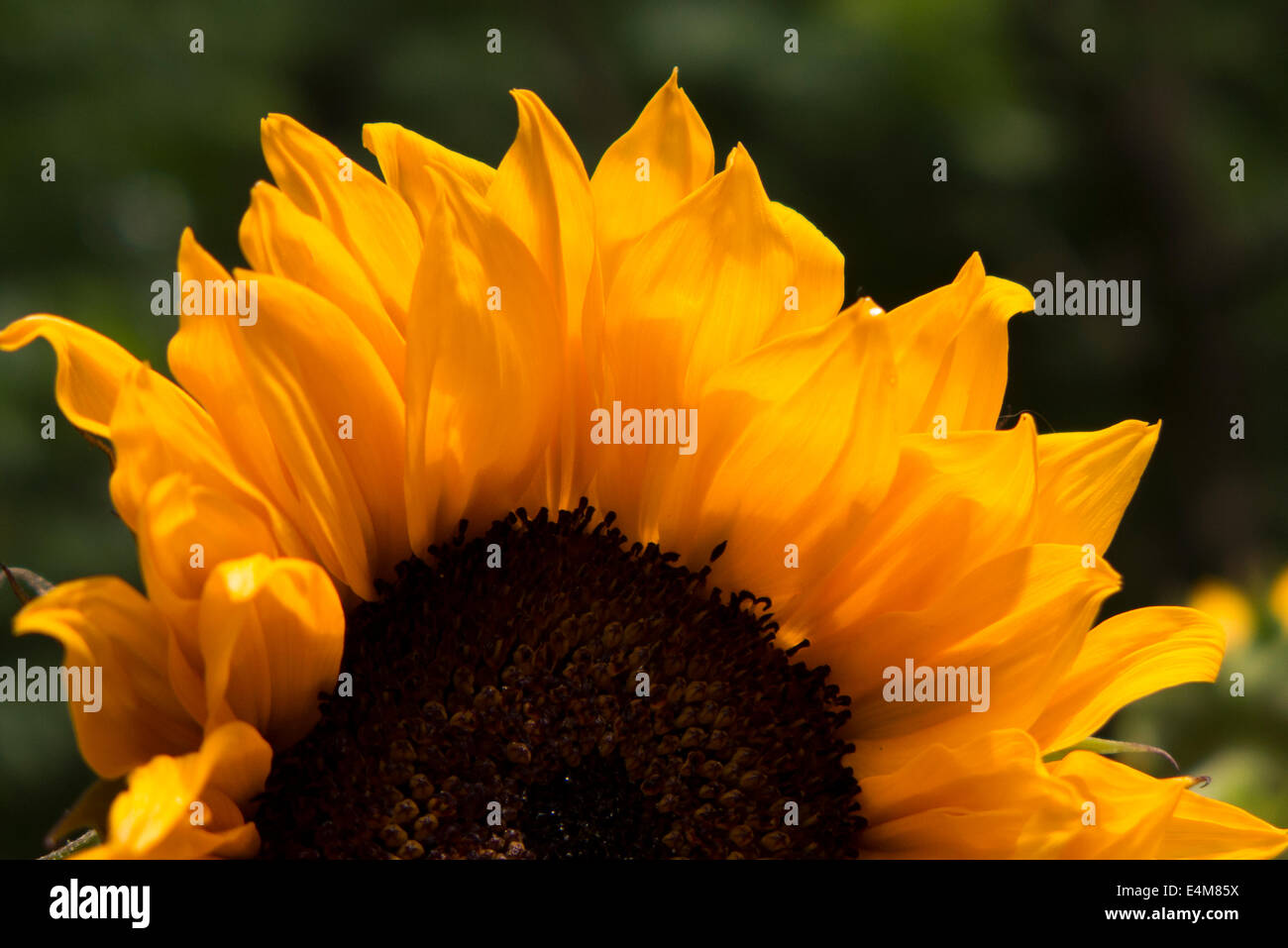 Fire sunflower hi-res stock photography and images - Alamy