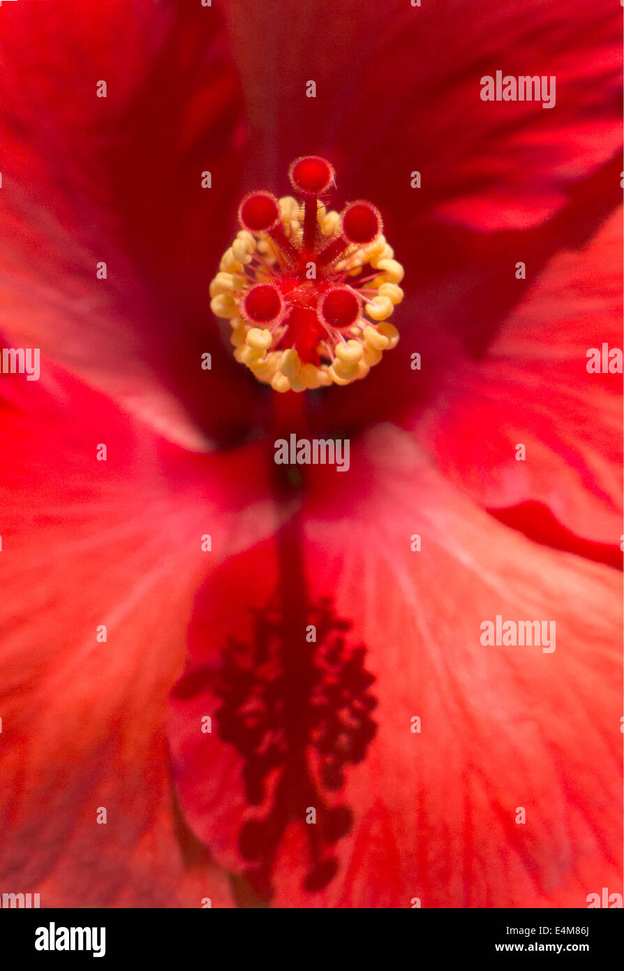 Native red hibiscus hi-res stock photography and images - Alamy