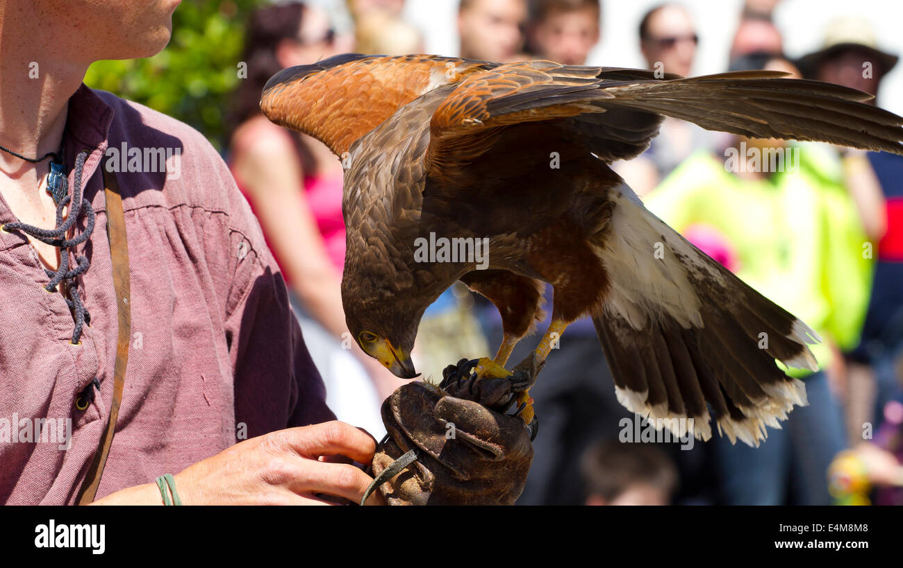 display of birds of prey, golden eagle Stock Photo - Alamy