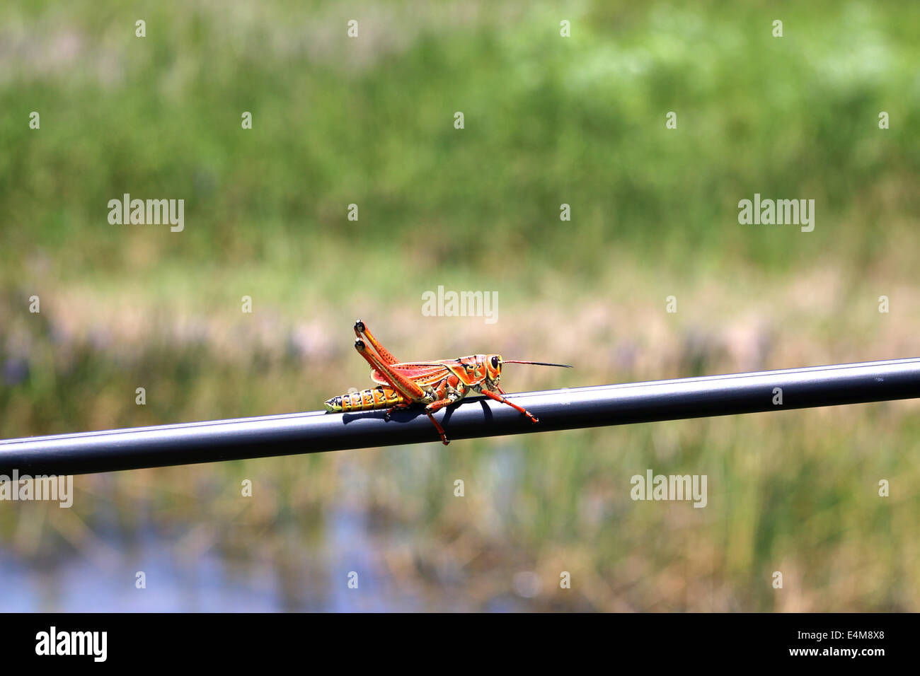 Florida grasshopper hi-res stock photography and images - Alamy