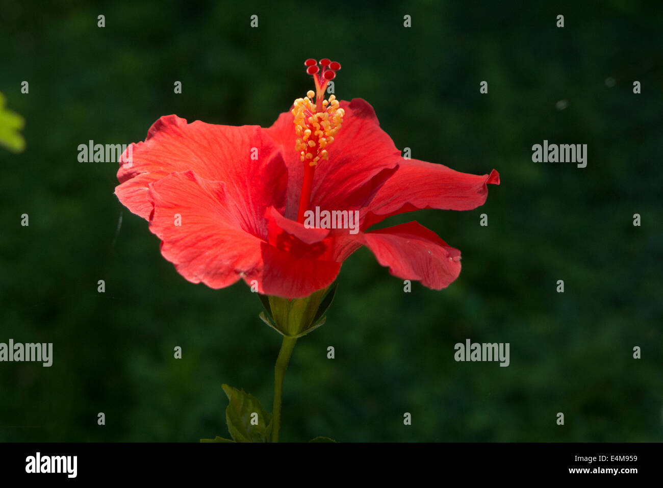 Red hibiscus hi-res stock photography and images - Alamy