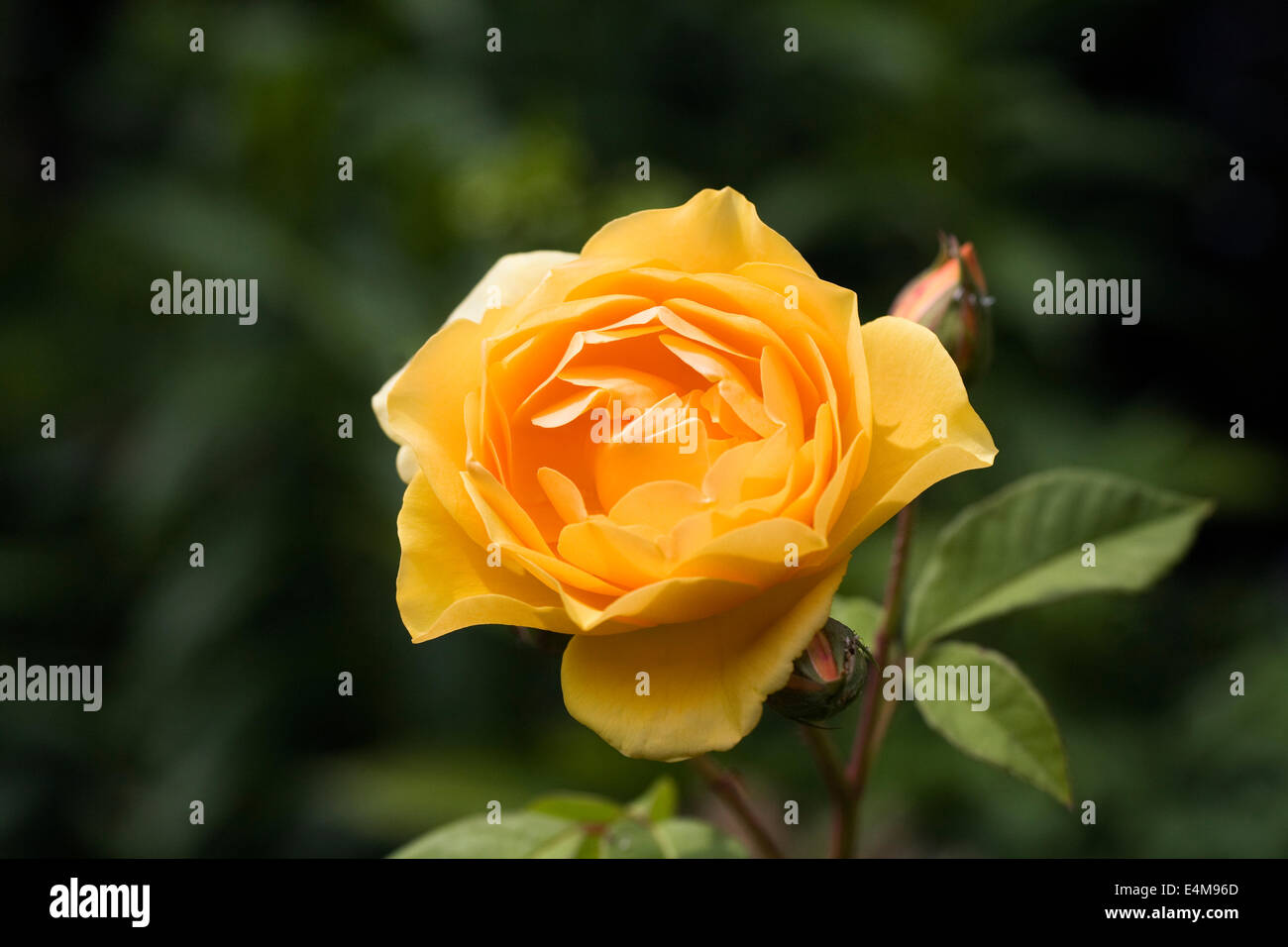 Rosa 'Graham Thomas'. Yellow rose portrait Stock Photo - Alamy