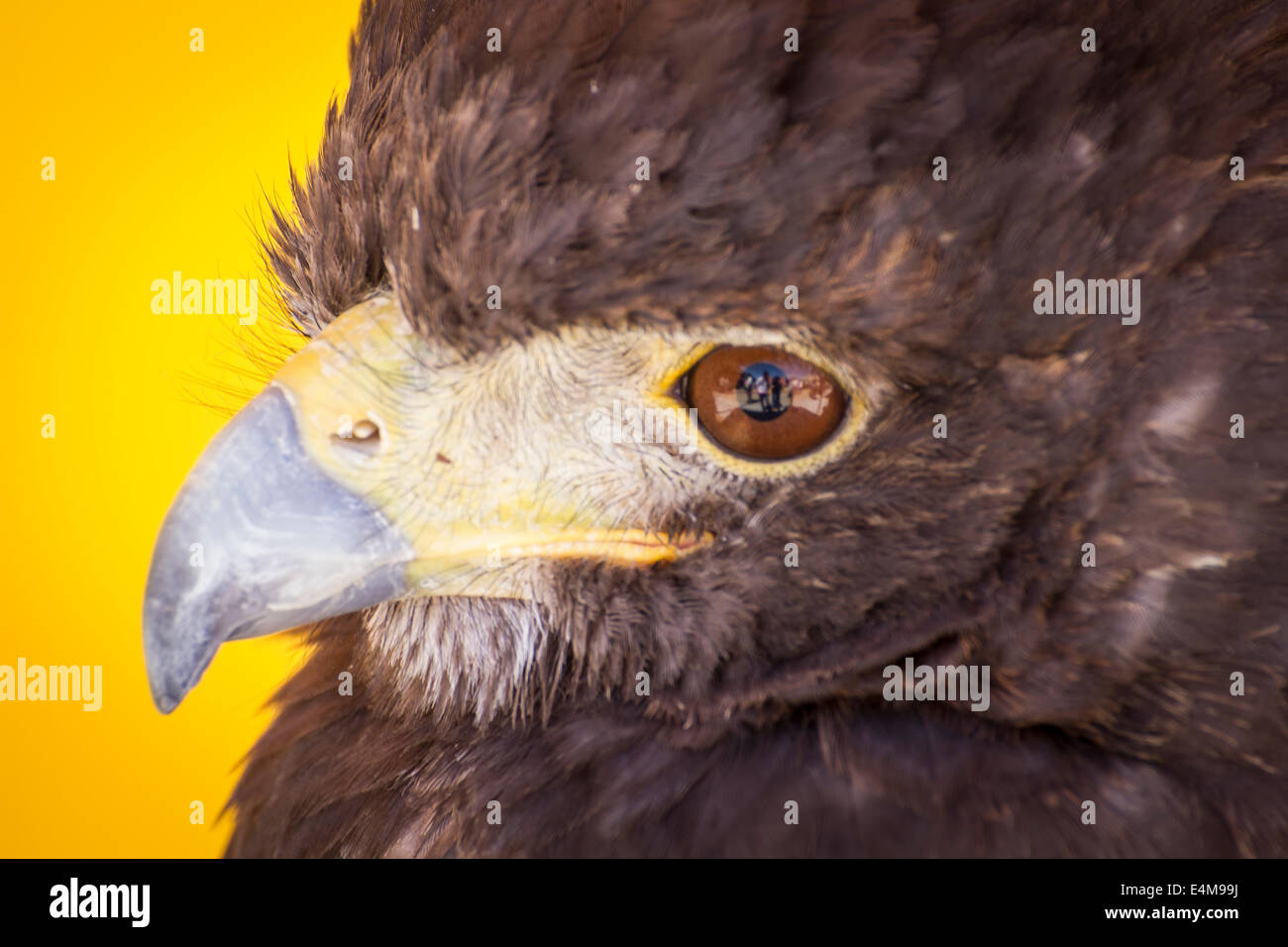 Eagle head in a medieval fair, spain Stock Photo - Alamy