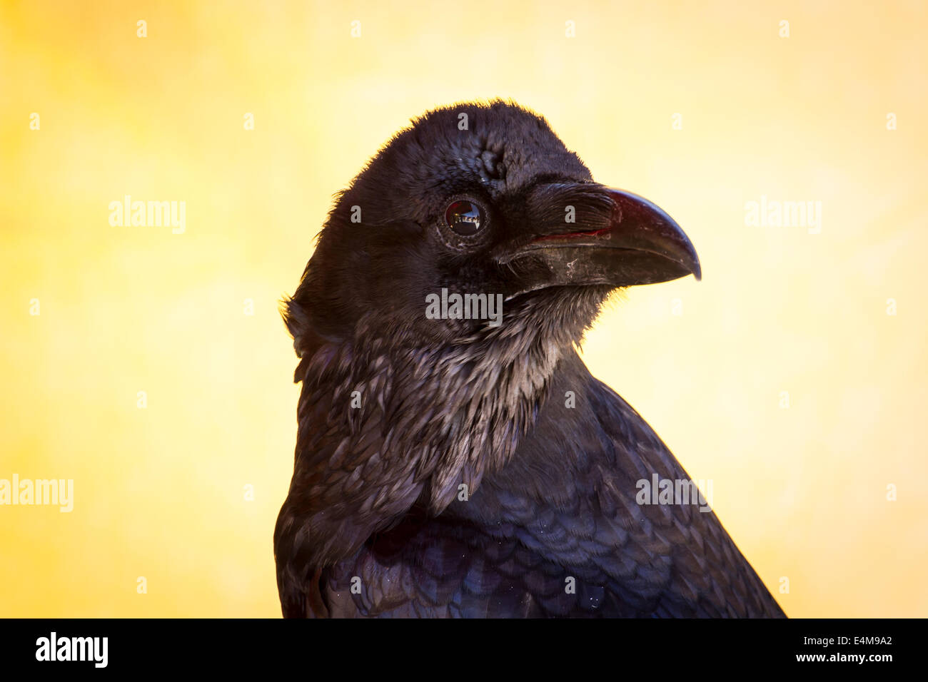 Standing black crow in a sample of birds of prey, medieval fair Stock ...
