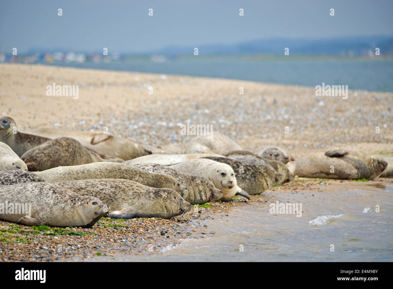 Seals at Blakeney Point North Norfolk Stock Photo - Alamy