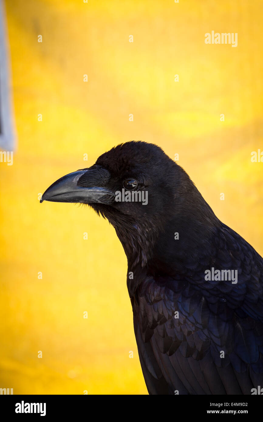 Looking black crow in a sample of birds of prey, medieval fair Stock ...