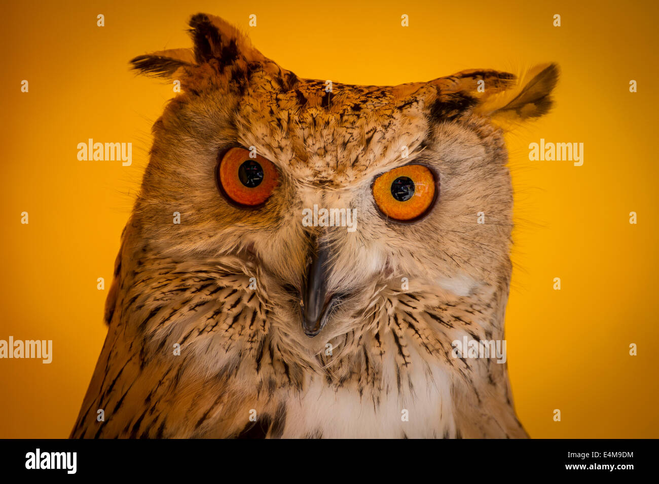 Face, eagle owl in a sample of birds of prey, medieval fair Stock Photo ...