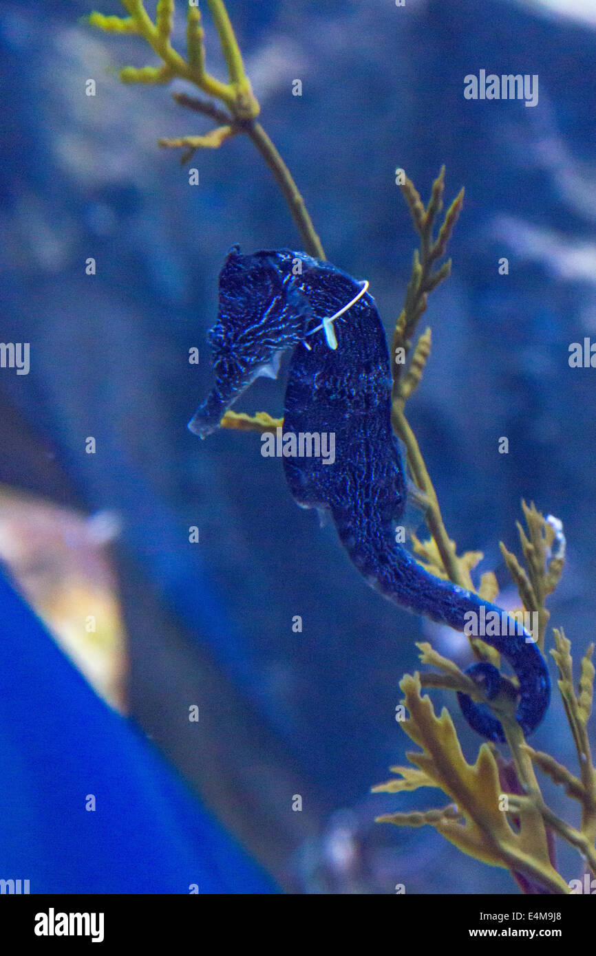CHINA HONG KONG Ocean Park aquarium fish lionfish Stock Photo - Alamy