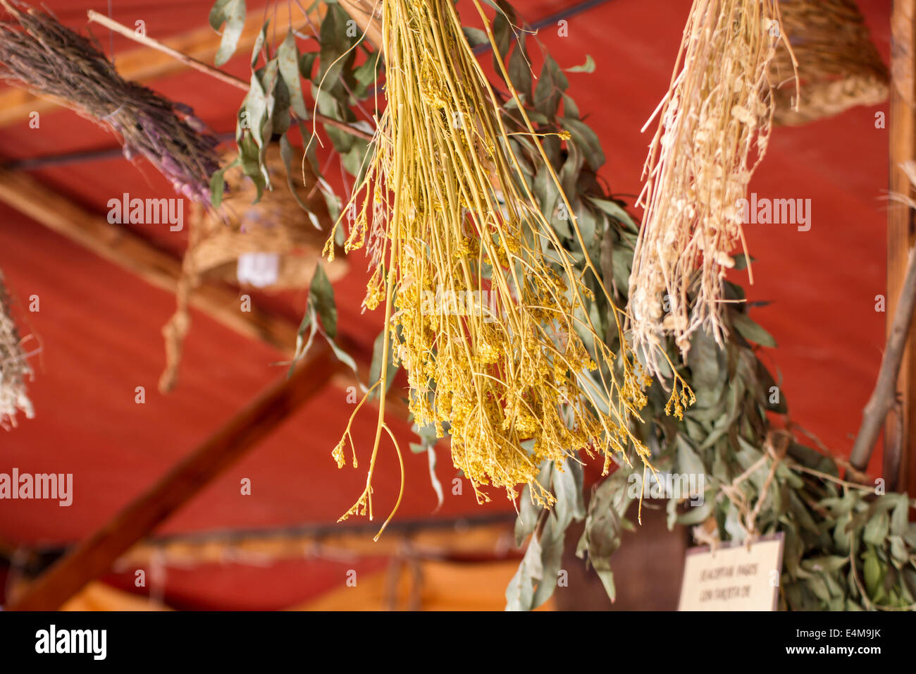 Tea, sample herbs drying in the sun Stock Photo - Alamy