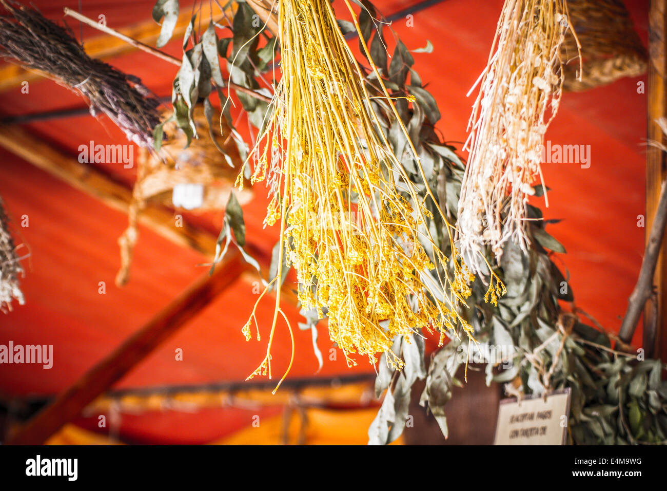 Tea, sample herbs drying in the sun Stock Photo - Alamy