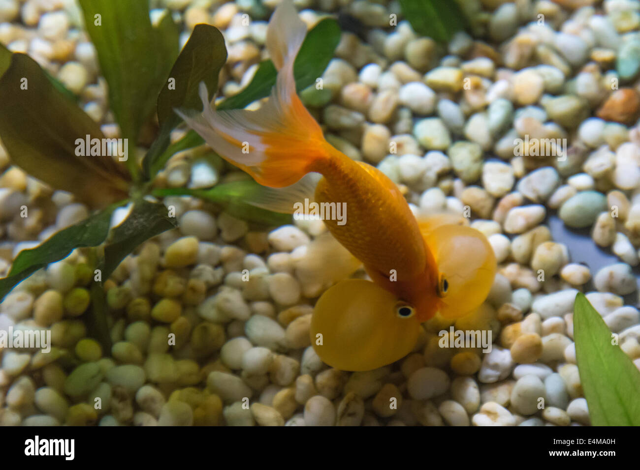 CHINA HONG KONG Ocean Park aquarium golden fish Stock Photo - Alamy