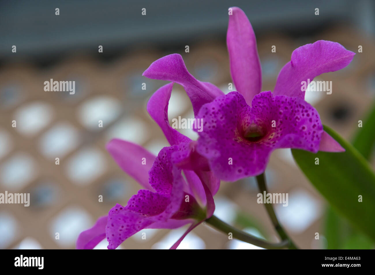 CHINA Edward Youde Aviary HONG KONG Park Park CENTRAL exotic flowers ...
