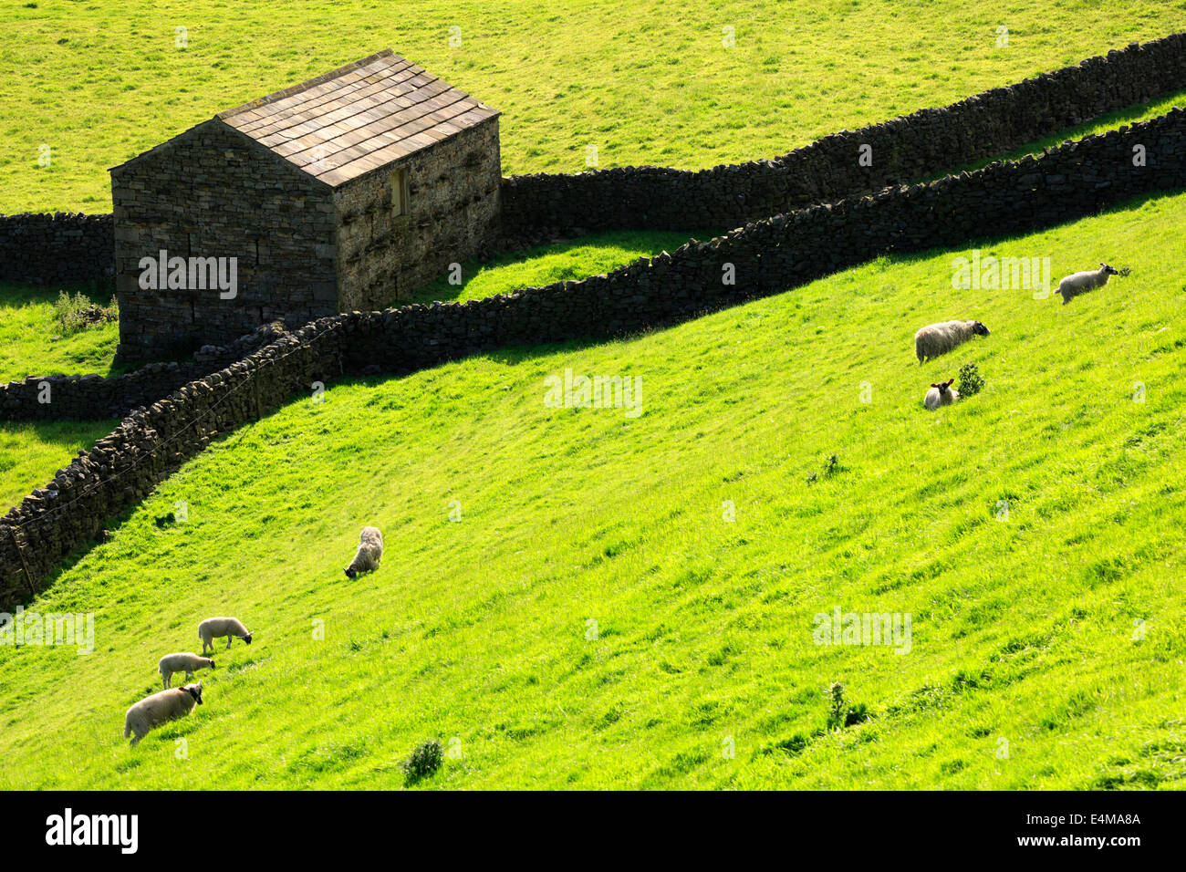 Stone barn and dry stone walls. Sheep graze on a steep hillside in ...