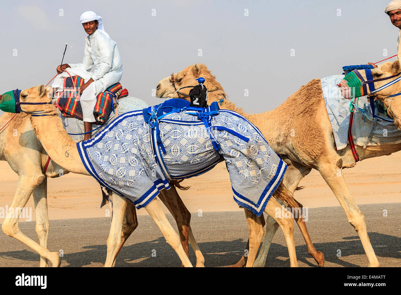 Camels with robot jockeys on Dubai road on the way to race training ...
