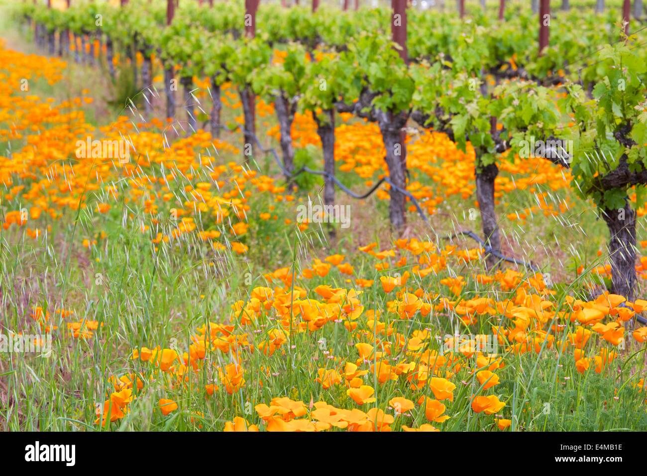 Northern california wildflowers hi-res stock photography and images - Alamy