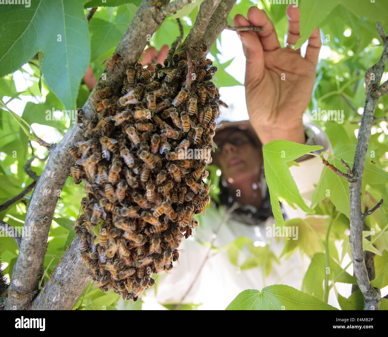 A beekeeper removing a swarm of bees from a maple tree without gloves ...