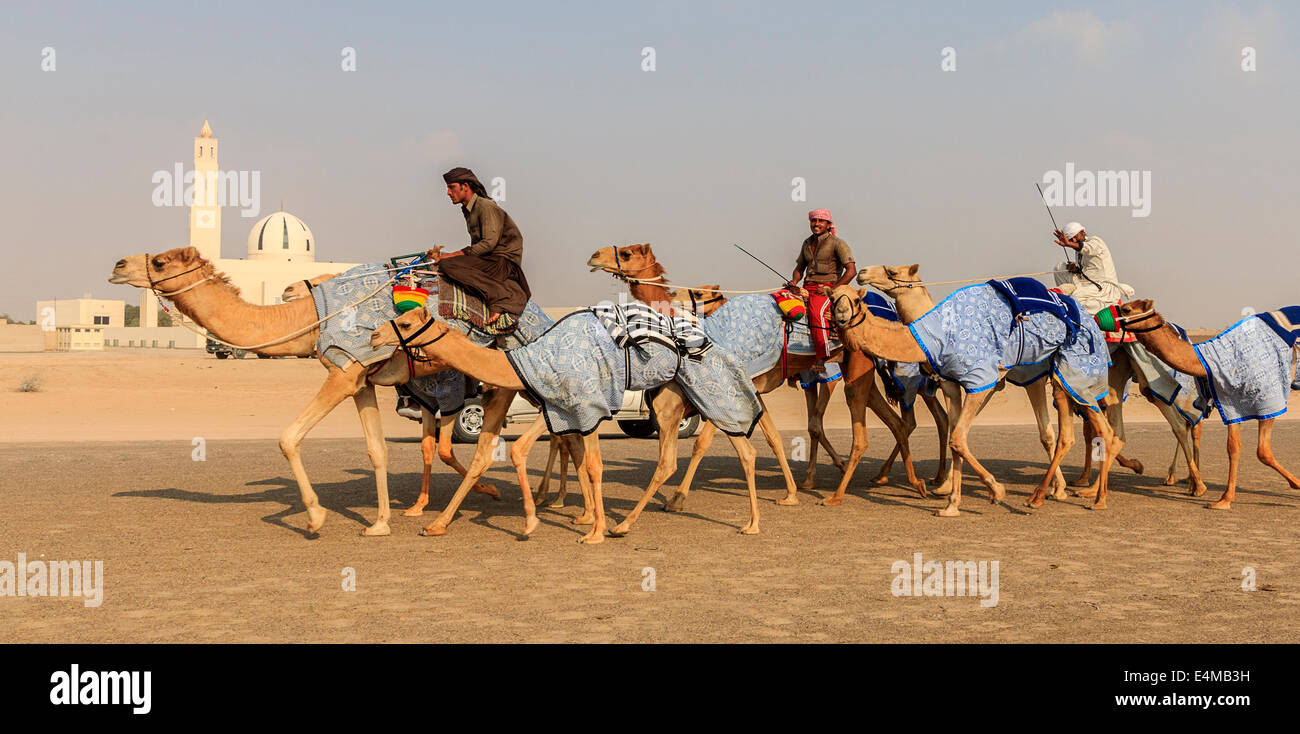 Camels with robot jockeys on Dubai road on the way to race training ...
