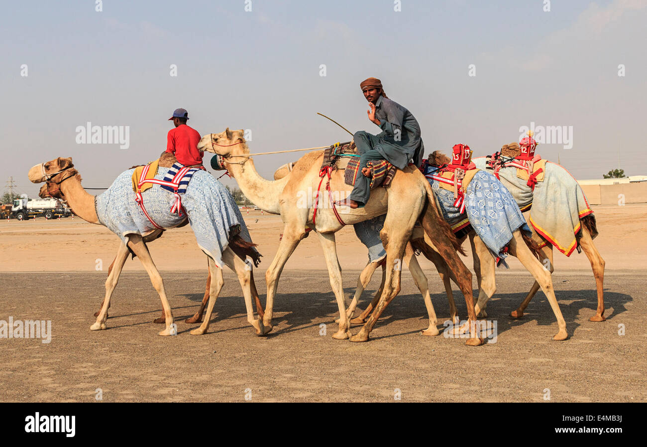 Camels with robot jockeys on Dubai road on the way to race training ...