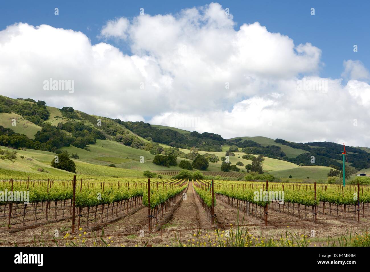 Spring vineyard hi-res stock photography and images - Alamy