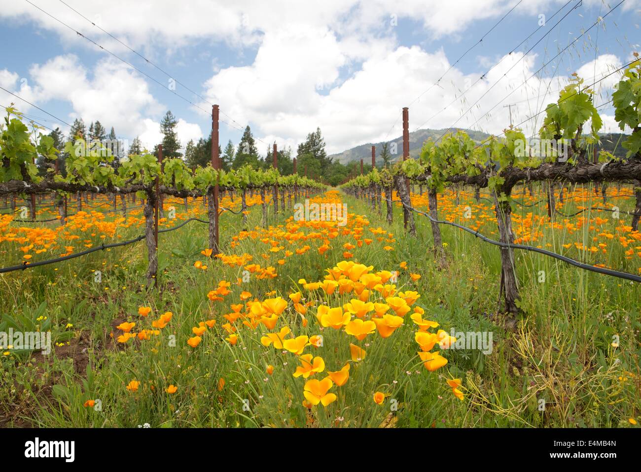 California spring flower hi-res stock photography and images - Alamy