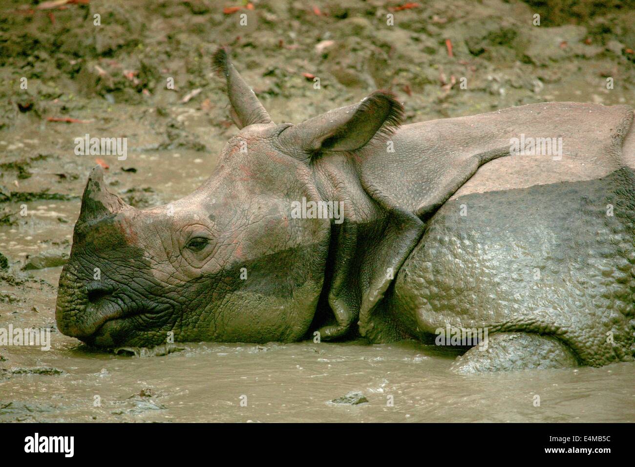 Rhino lying down hi-res stock photography and images - Alamy