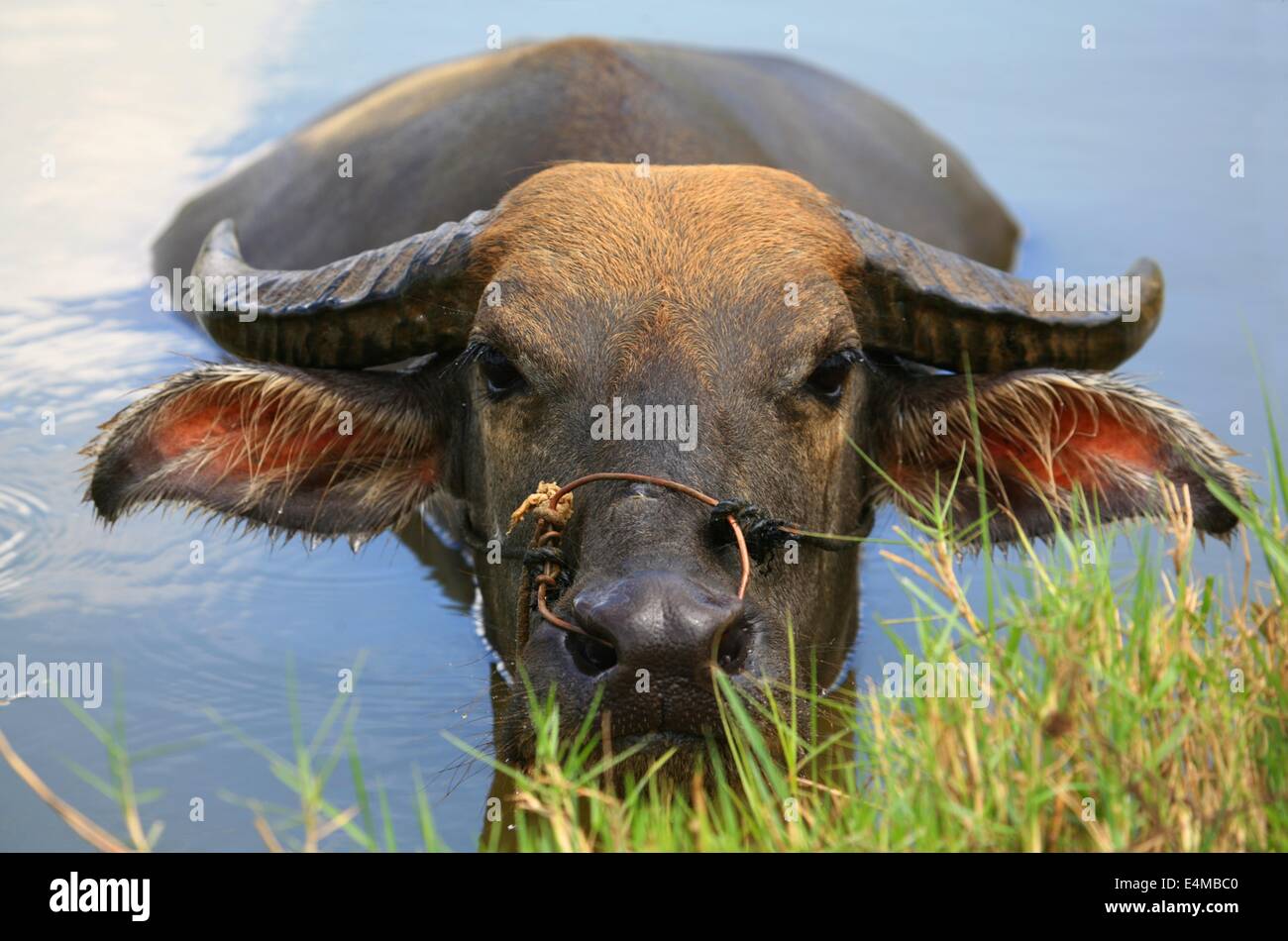 A closeup of a water buffalo near Hoi An, Vietnam Stock Photo - Alamy