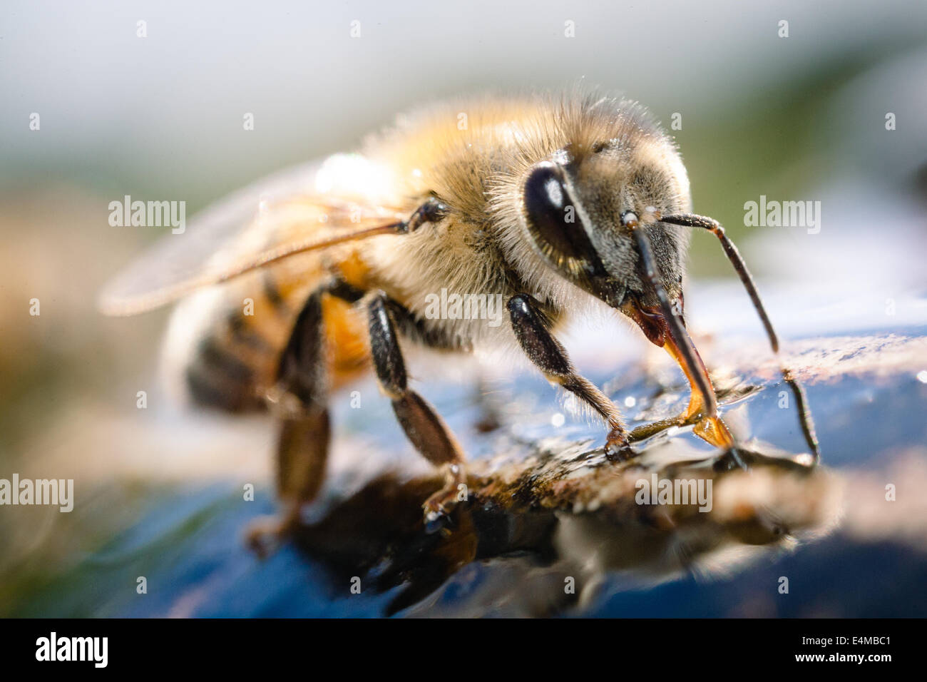 Fountain of bees hi-res stock photography and images - Alamy