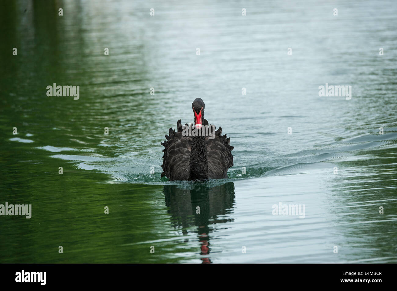 Swim toward hi-res stock photography and images - Alamy