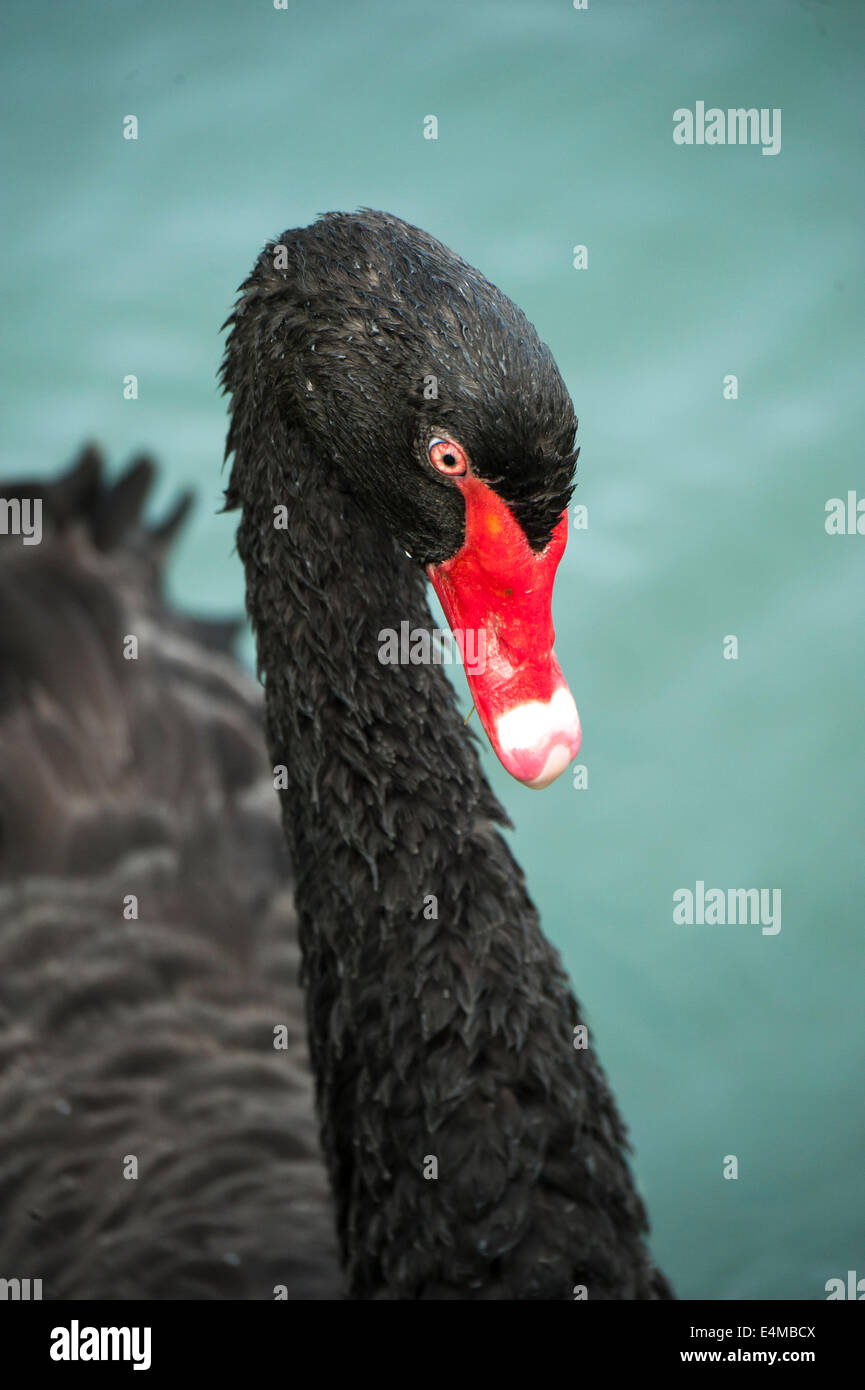 Black swan head Stock Photo - Alamy