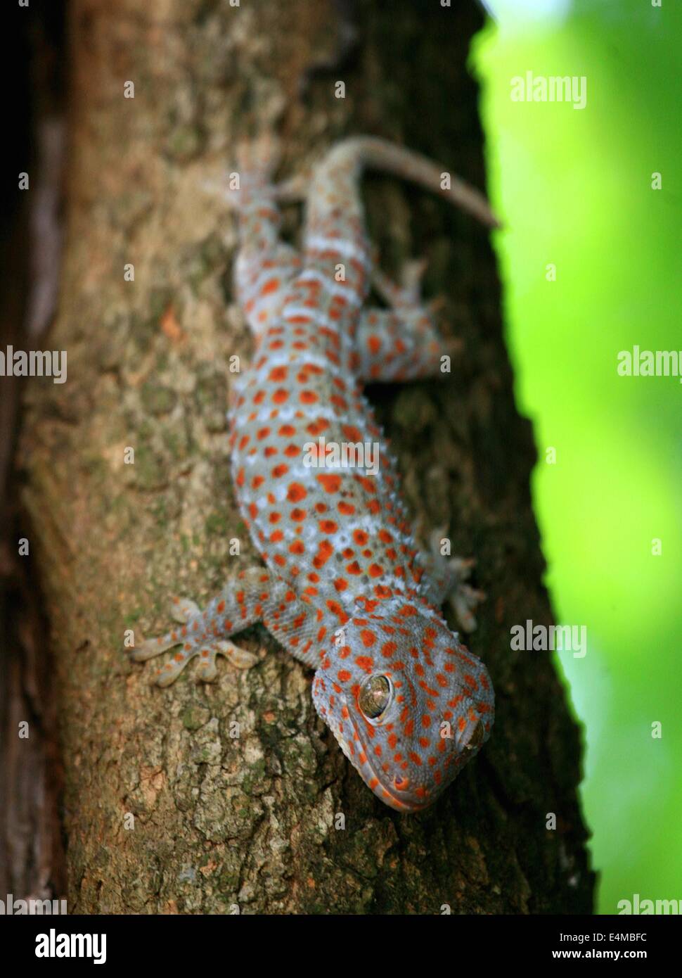 A blue and red Tokay Gecko in Cambodia Stock Photo - Alamy