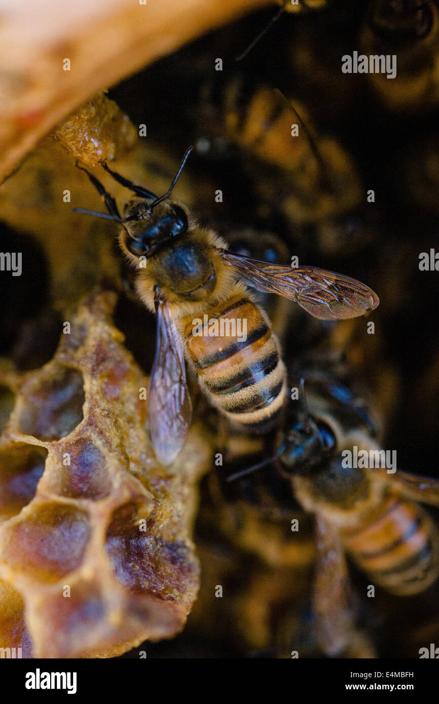 Bee propolis hi-res stock photography and images - Alamy